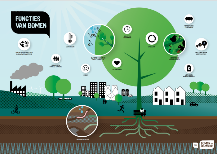 Waarom bomen belangrijk zijn - De boom van het jaar